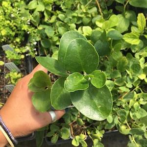 Capparis Spinosa Var. Inermis SPINELESS CAPER BUSH Live Plant 4" Pot ...