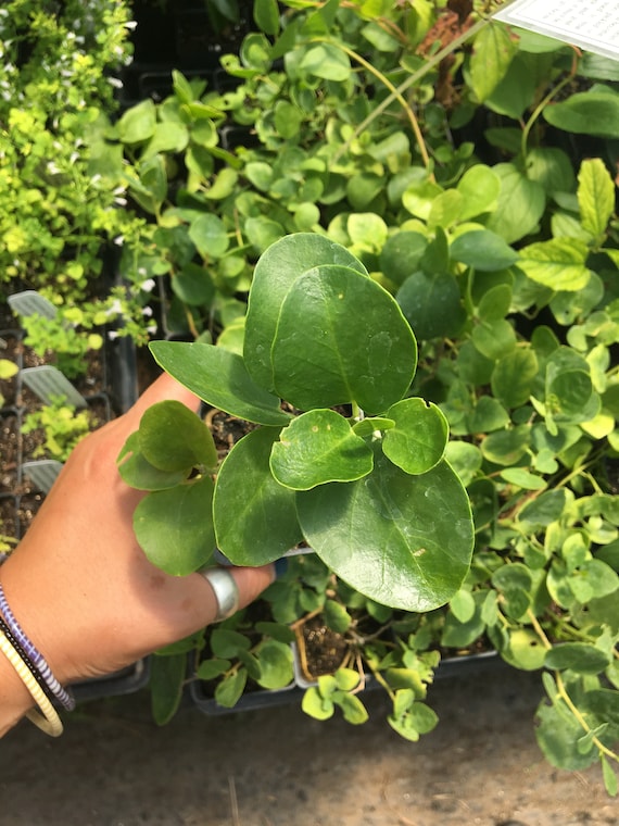 Capparis Spinosa Var. Inermis SPINELESS CAPER BUSH Live Plant - Etsy India