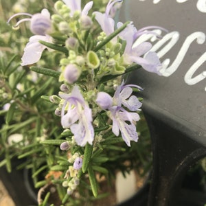 Rosmarinus Off. 'prostratus' Prostrate Rosemary Plant in Gallon Pot - Etsy