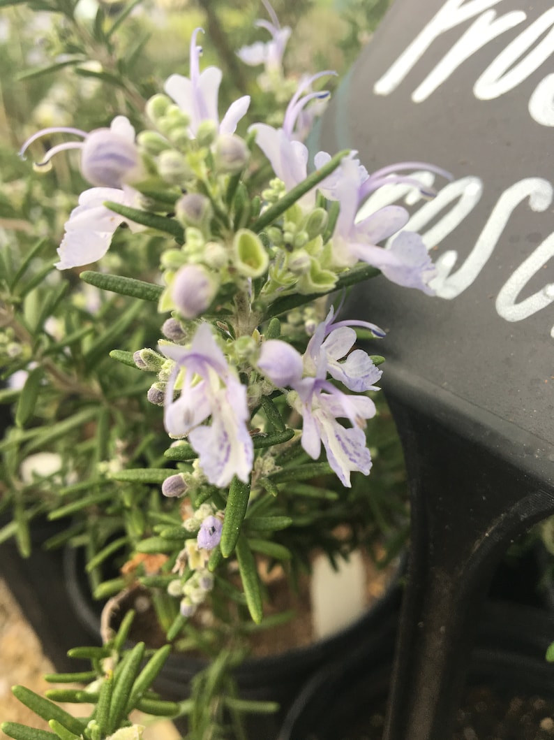 Rosmarinus Off. 'prostratus' Prostrate Rosemary Plant in Gallon Pot - Etsy