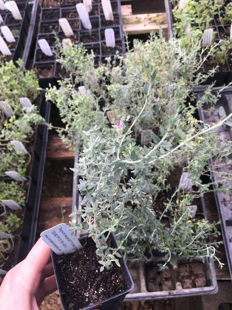 Teucrium Marum Cat Thyme Germander LIVE PLANT in 2.5 Inch Pot - Etsy
