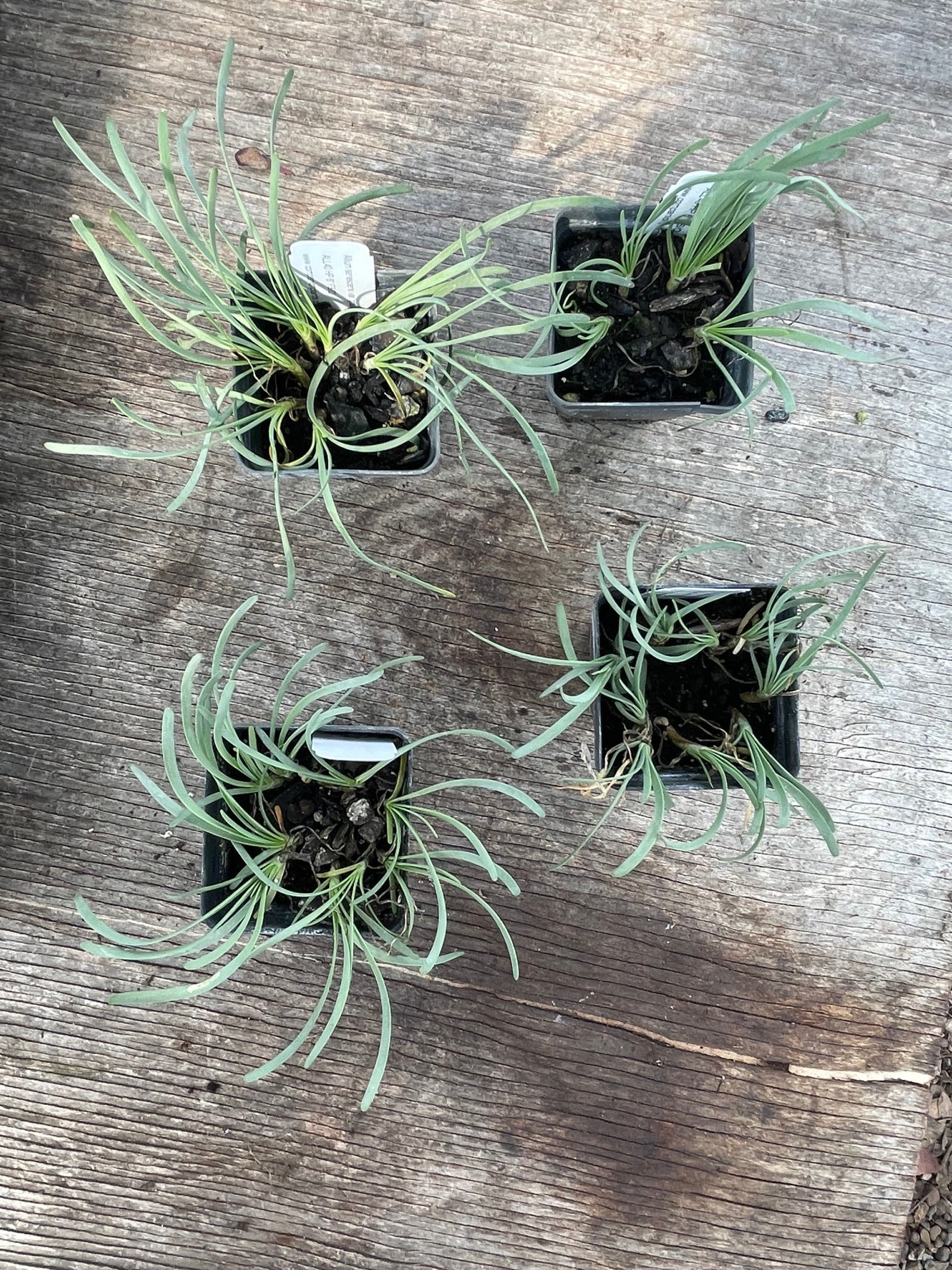 Allium Senescens Var. 'glaucum' Curly Chives 2.5" Potted Plant - Etsy
