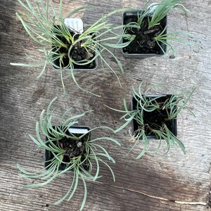 Allium Senescens Var. 'glaucum' Curly Chives 2.5" Potted Plant - Etsy