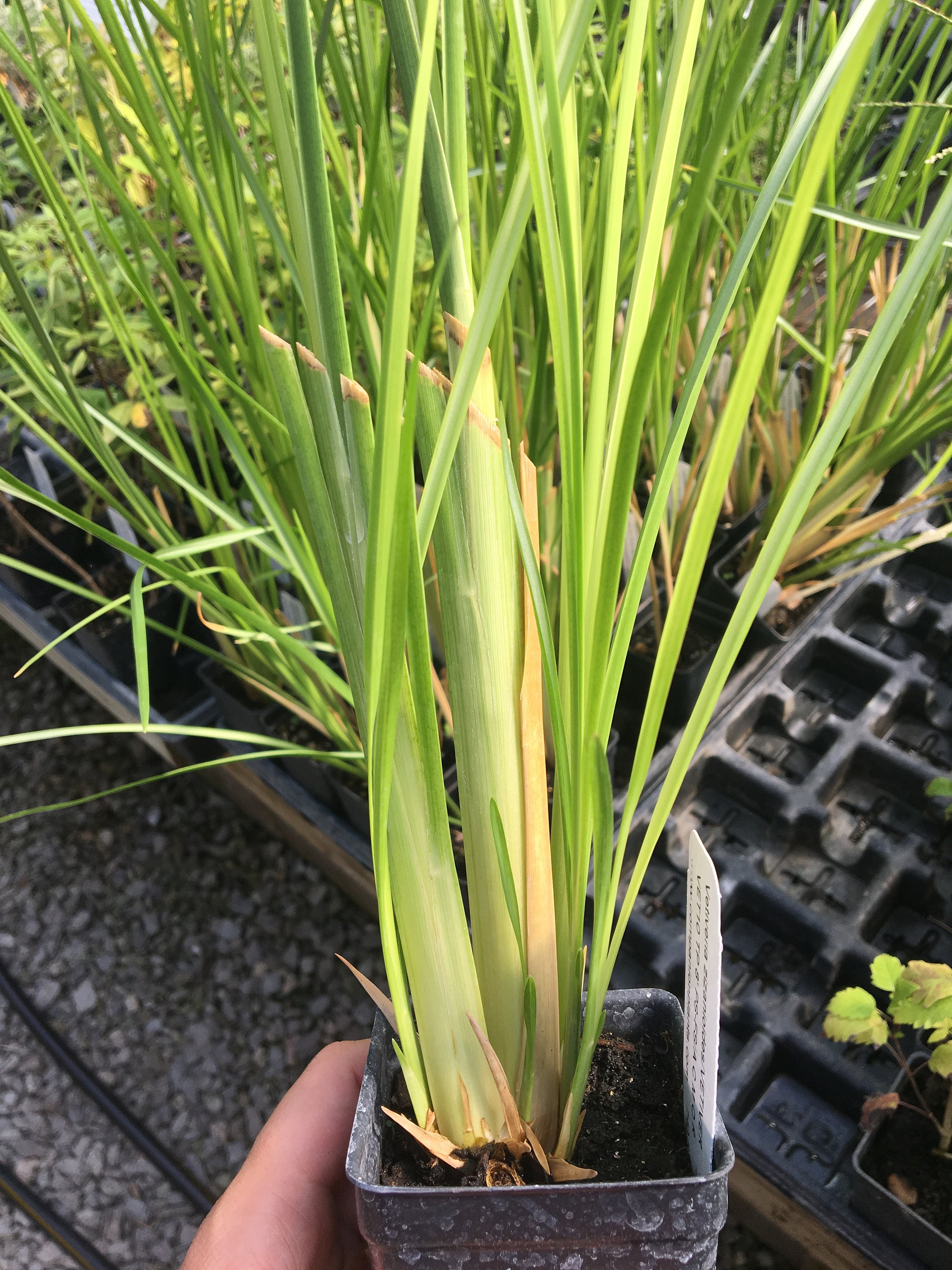 Vetiver LIVE PLANT Vetiver Zizanioides Ayurvedic Plant 4 Pot - Etsy
