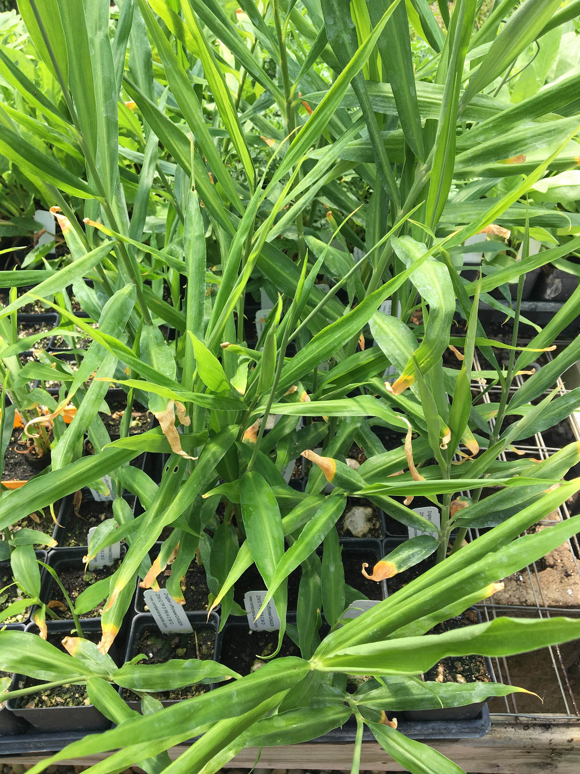 Zingiber Officinale Plant