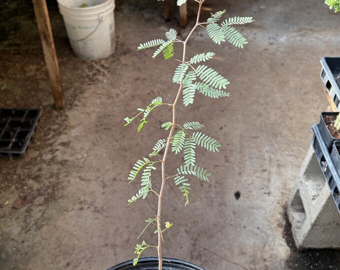 Vachellia Farnesiana Sweet Acacia Tree Gallon Pot - Etsy