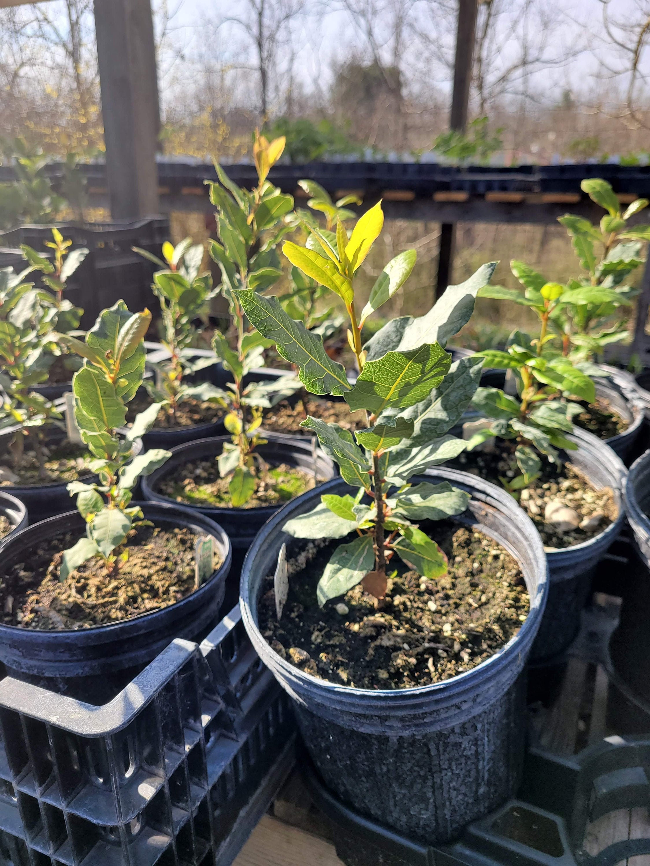 Laurus Nobilis Bay Tree in 1 Gallon Pot - Etsy