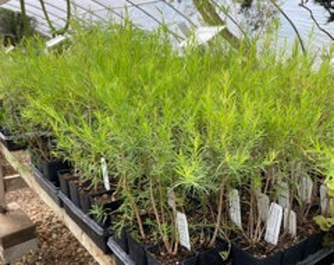 Melaleuca Alternifolia Australian Tea Tree Live Plant in 2.5 Inch Pot ...