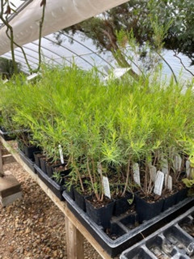 Melaleuca Alternifolia Australian Tea Tree Live Plant in 2.5 - Etsy