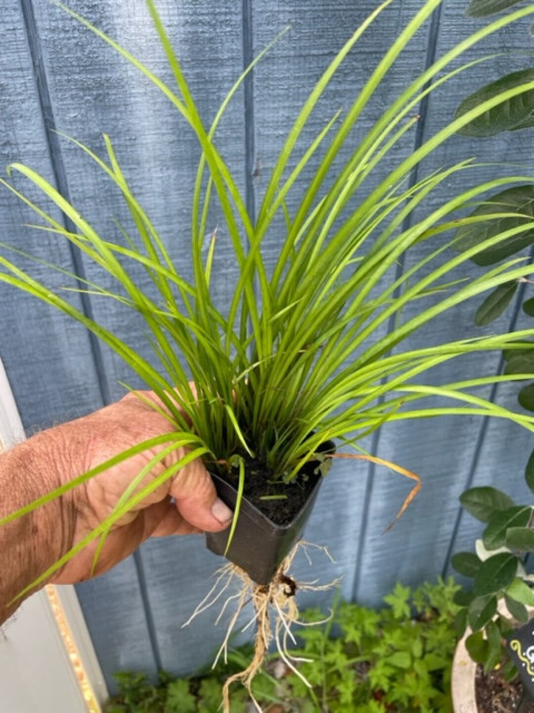 Acorus Gramineous Licorice Flag Plant 2.5 Inch Pot Aromatic Culinary - Etsy