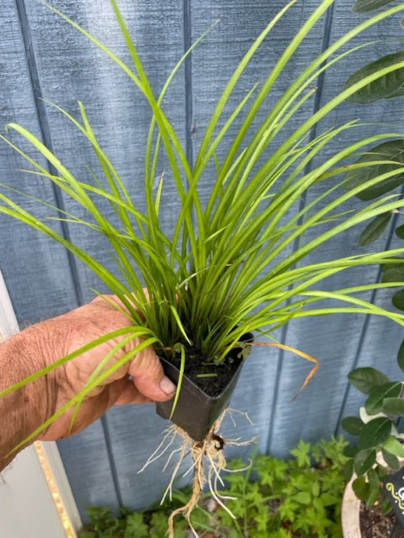 Acorus Gramineous Licorice Flag Plant 2.5 Inch Pot Aromatic Culinary - Etsy
