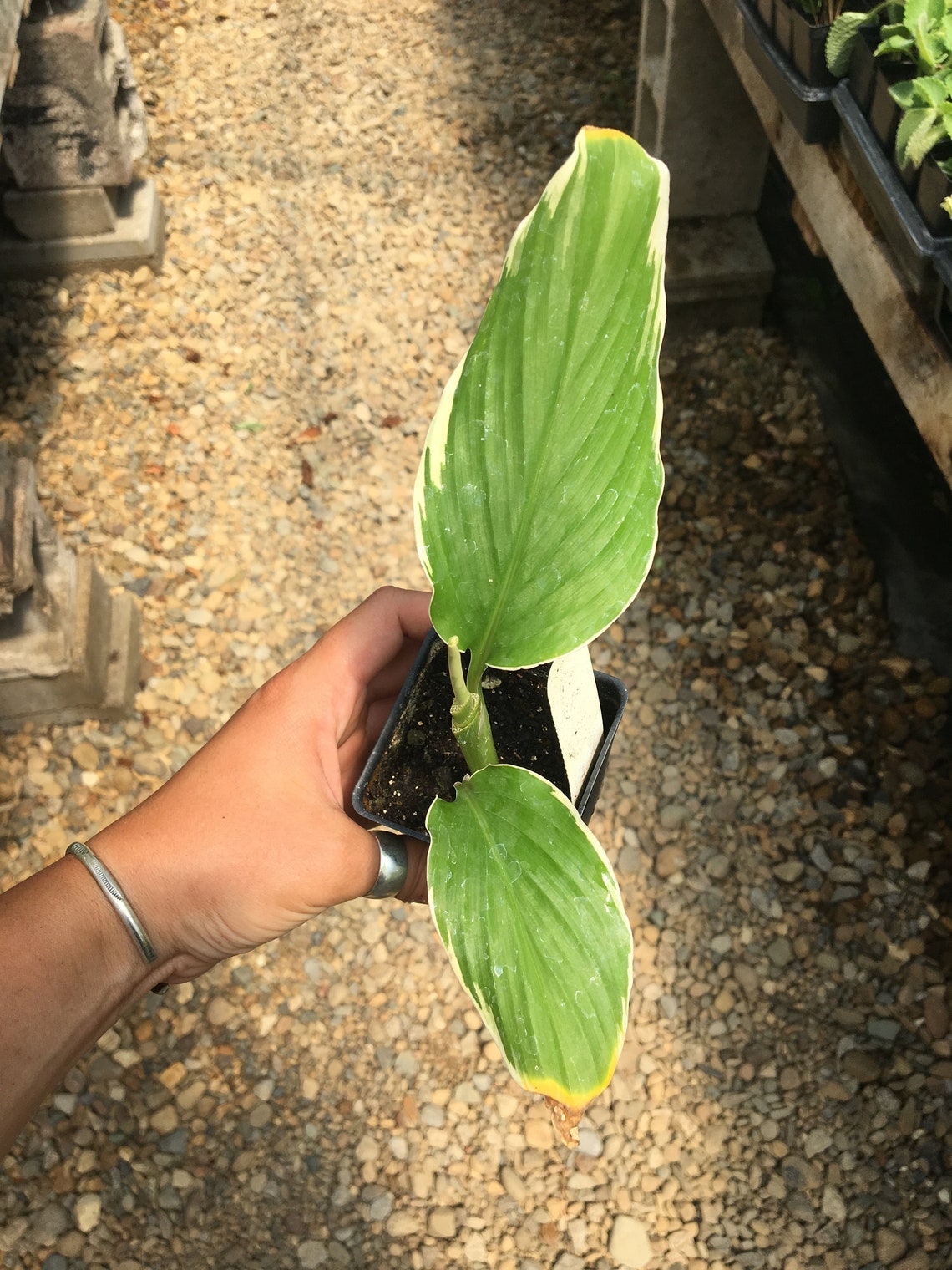 Curcuma Domestica Variegata EMPEROR TURMERIC Variegated | Etsy