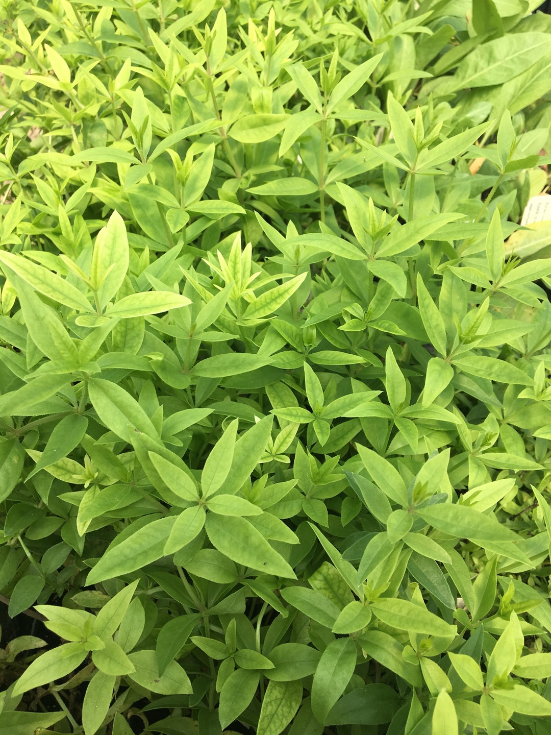 Rubia Tinctorum Madder Live Plant in 2.5 Inch Pot Dye Plant - Etsy