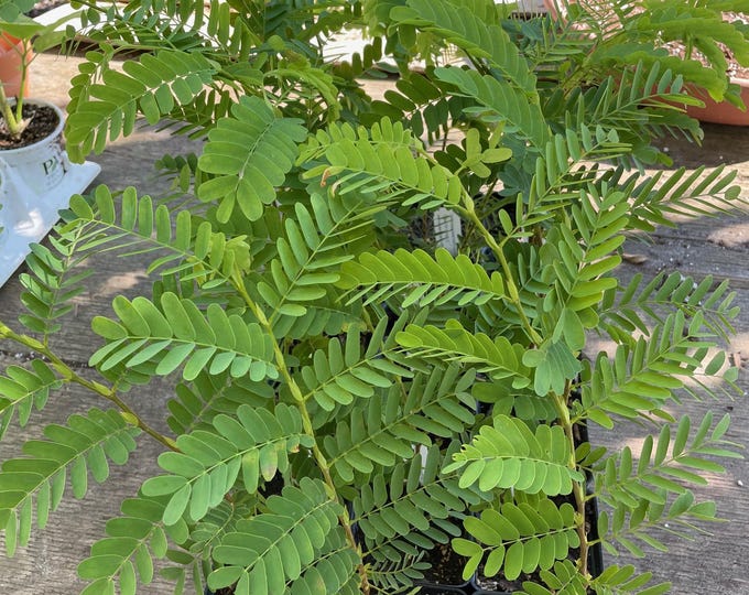 Tamarindus Indica Tamarind Tree Live Plant 4" Pot - Etsy