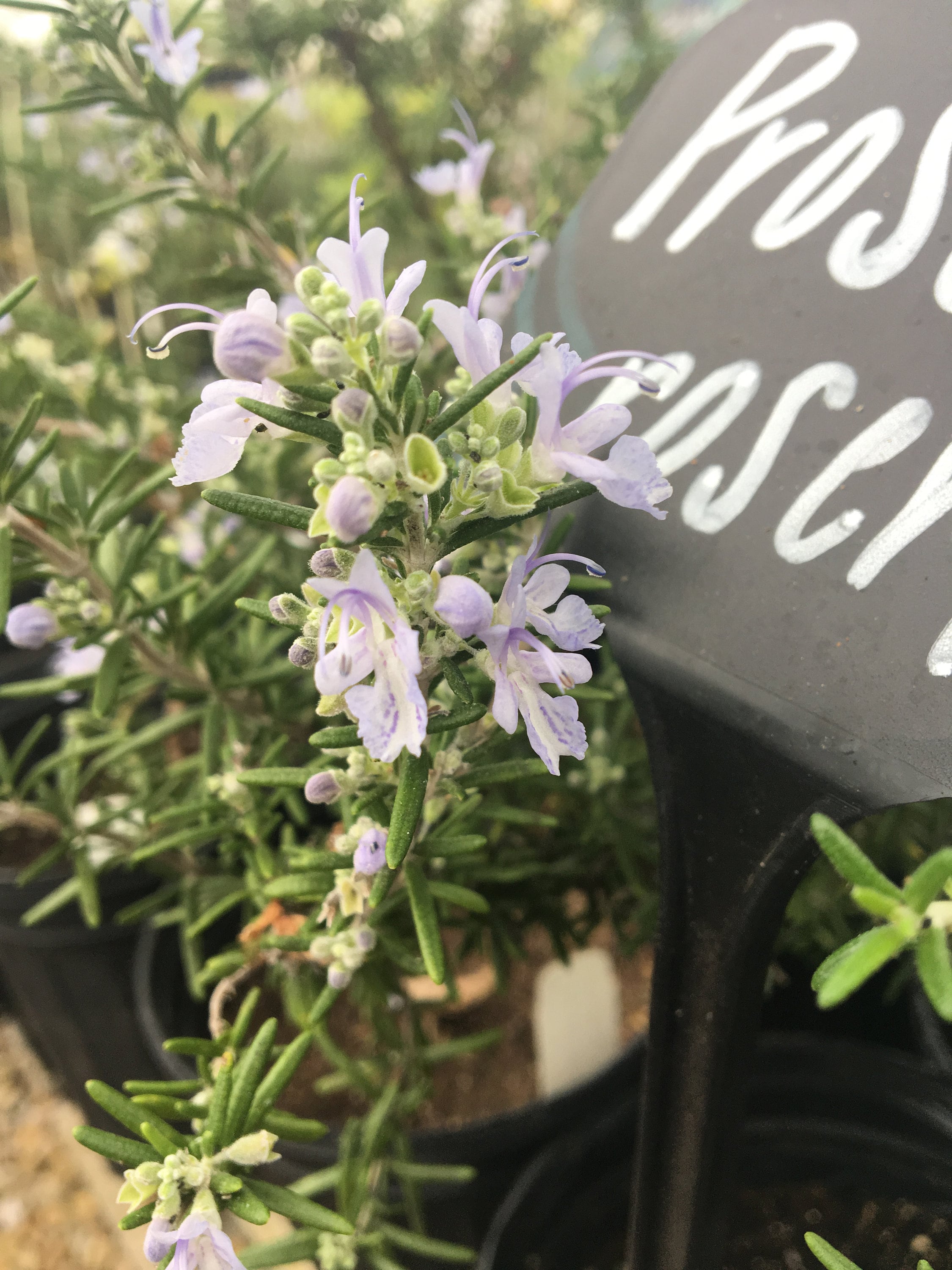 Rosmarinus Off. 'prostratus' Prostrate Rosemary Plant in Gallon Pot - Etsy
