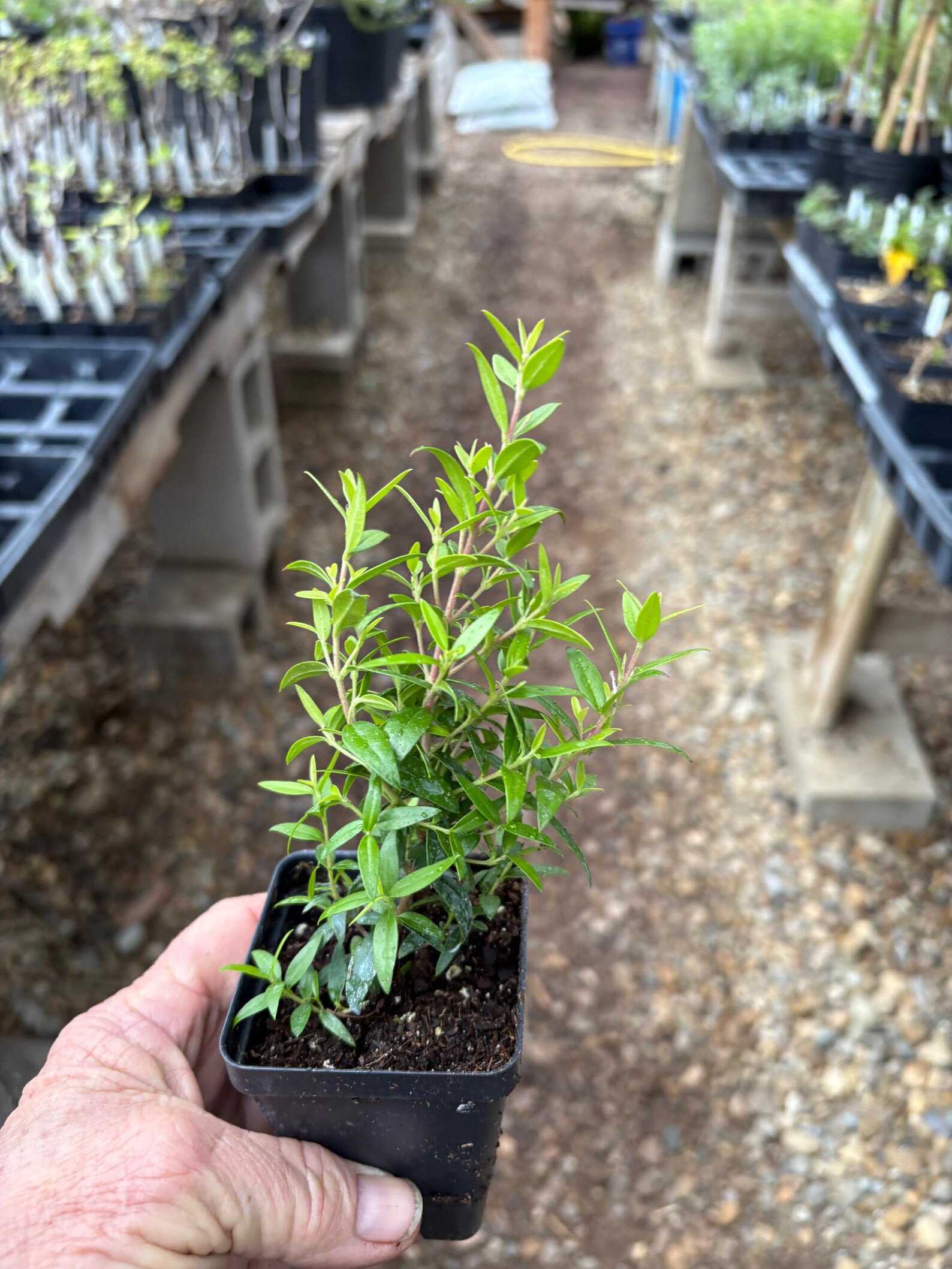 Myrtus Communis Myrtle Tree Plant in 2.5 Inch Pot Mediterranean ...