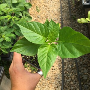 Capsicum Frutescens Red Wiri Wiri Pepper Plant Guyanese Pepper in 4 ...