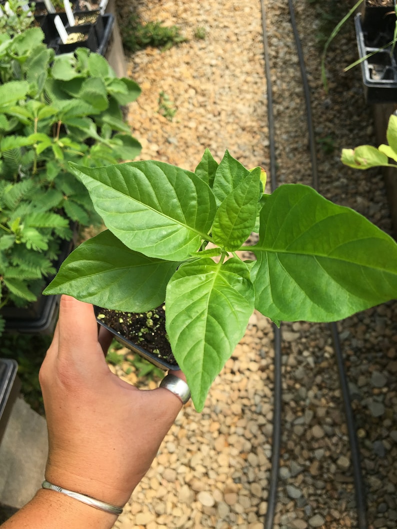 Capsicum Frutescens Red Wiri Wiri Pepper Plant Guyanese Pepper in 4 ...
