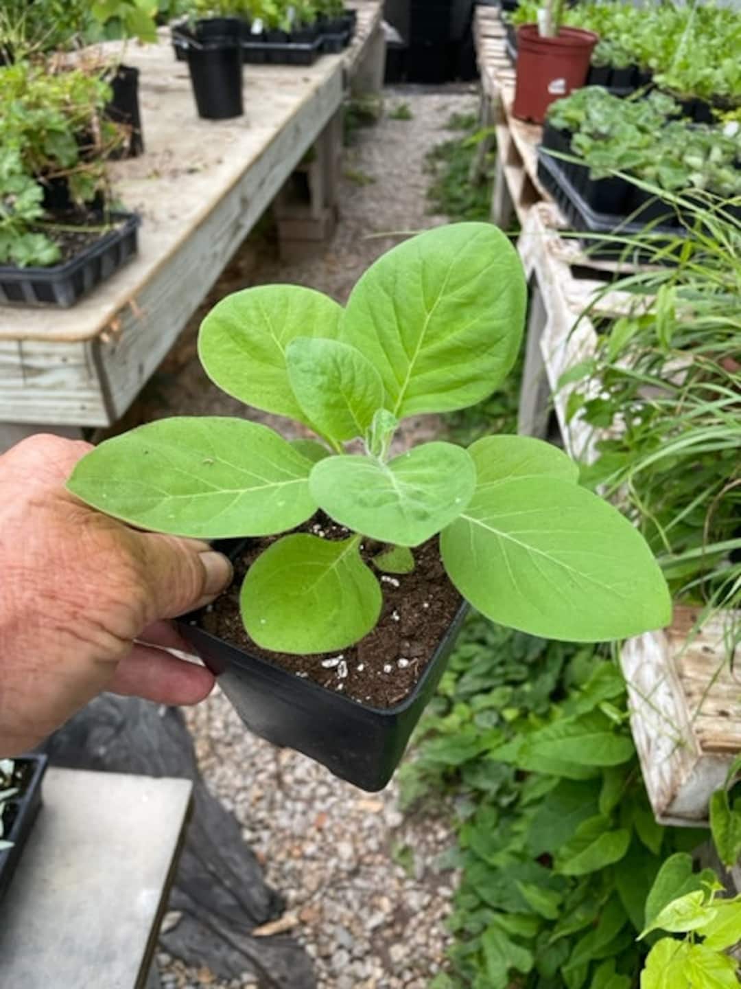 Acnistus Australis Blue Angel Trumpet Iochroma Australe Plant 4 in Pot ...