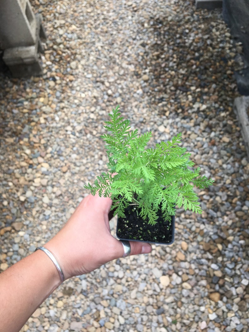 Artemisia Afra African Wormwood LIVE PLANT in 2.5 Inch Pot - Etsy