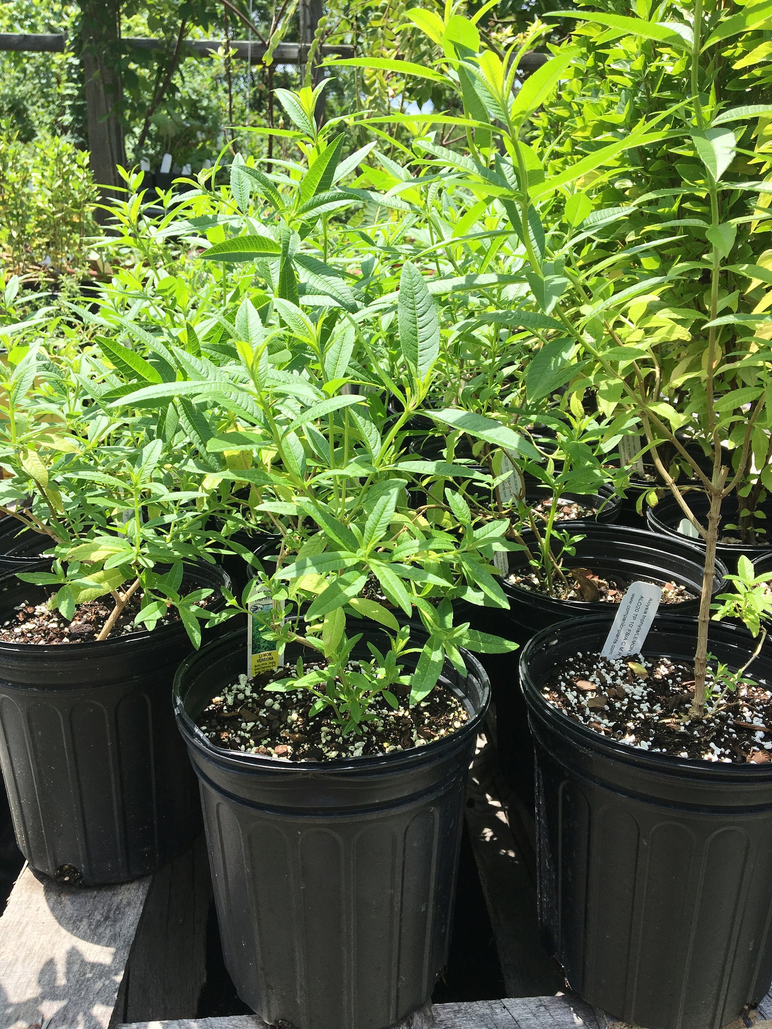 Aloysia Triphylla LEMON VERBENA Live Plant in GALLON Size Pot - Etsy