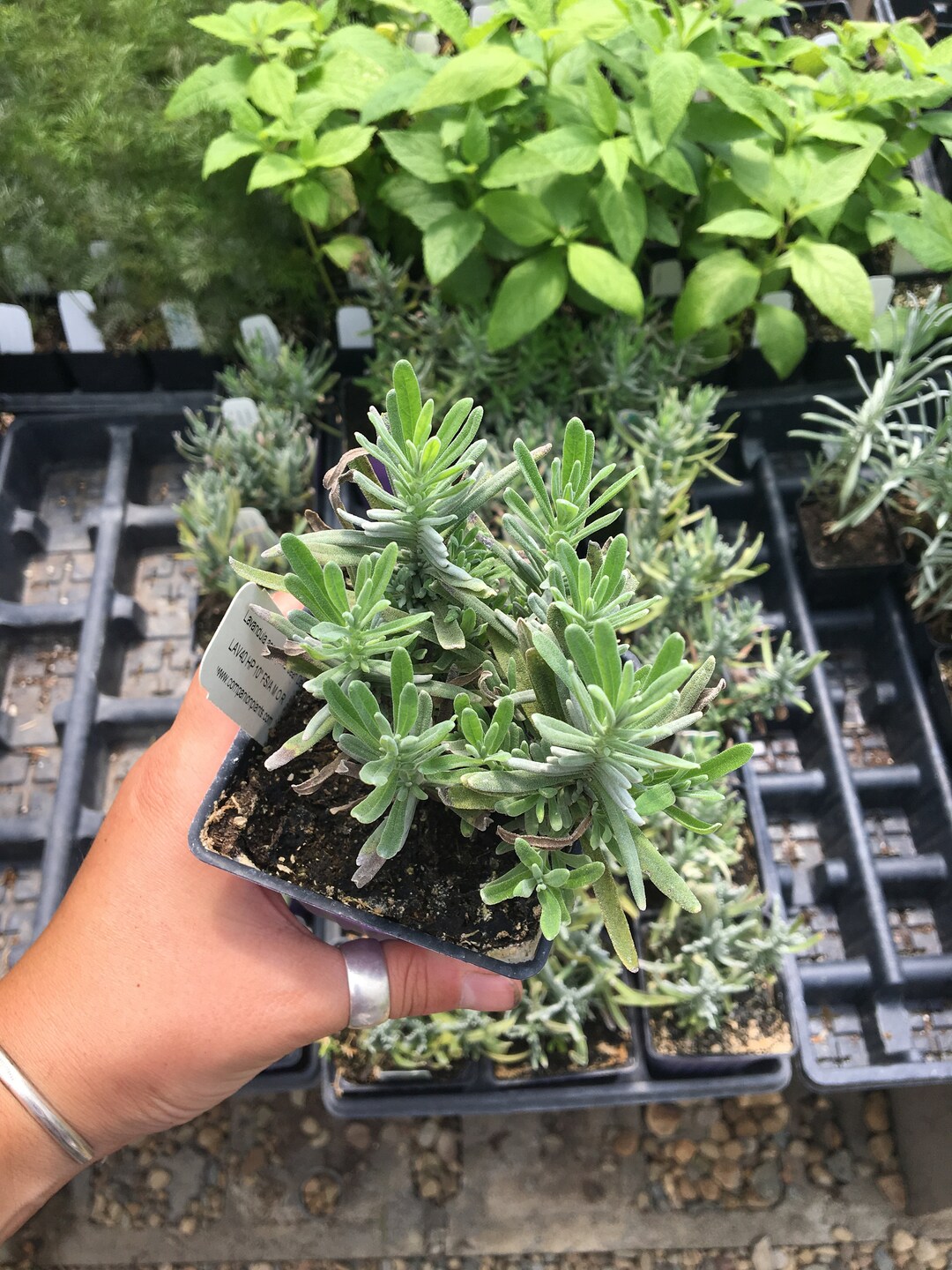 Lavandula Angustifolia 'jean Davis' Lavender Plant in 3 Inch Pot - Etsy