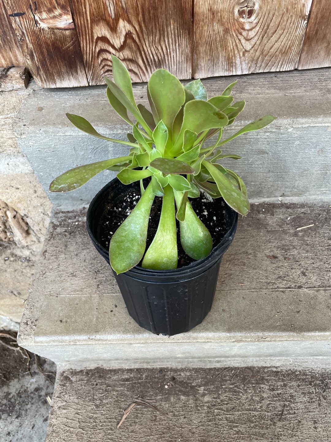 Aeonium Arboreum Tree Houseleek EXACT Gallon Pot - Etsy
