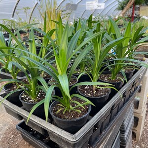Pandanus Amaryllifolius Pandan Grass 4 Inch Pot Asian Vanilla - Etsy