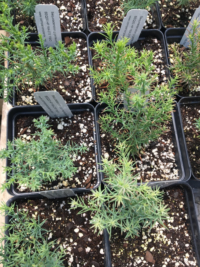 Sequoiadendron Giganteum GIANT SEQUOIA Live Tree in 4 in Pot - Etsy