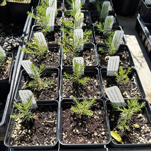 Sequoiadendron Giganteum Giant Sequoia Tree in 4 Inch Pot - Etsy