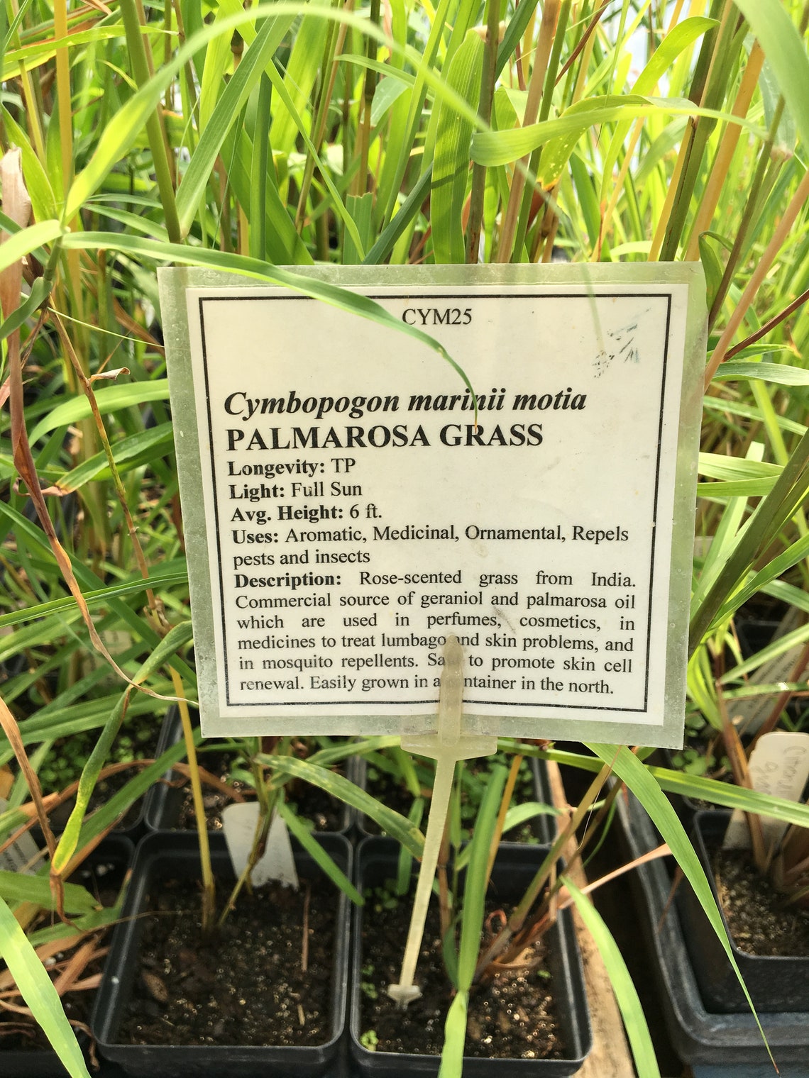 Cymbopogan marinii motia PALMAROSA GRASS live plant in 4 inch | Etsy