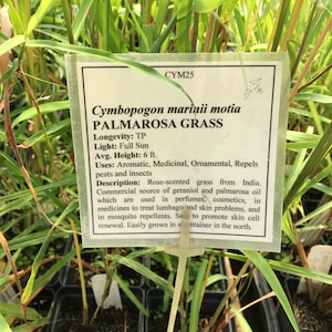 Cymbopogan marinii motia PALMAROSA GRASS live plant in 4 inch | Etsy