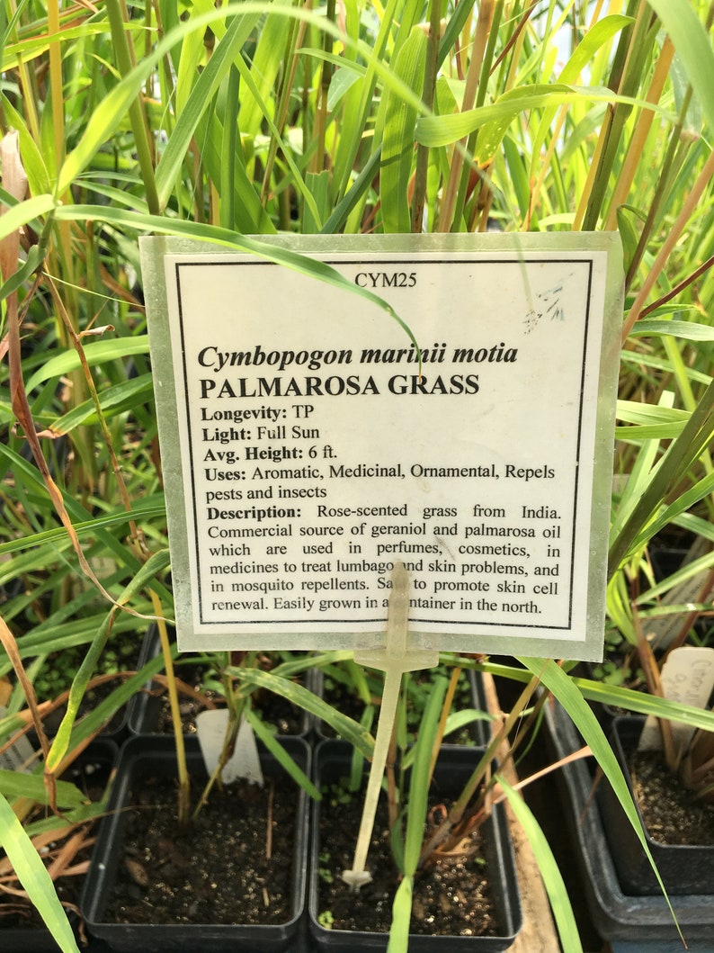 Cymbopogan Marinii Motia Palmarosa Grass Plant in 4 Inch Pot - Etsy