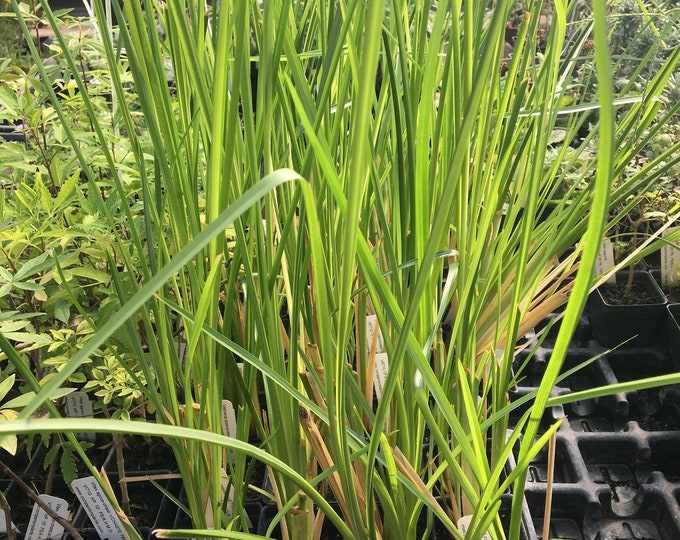 Vetiver LIVE PLANT Vetiver Zizanioides Ayurvedic Plant - 4" Pot - Etsy