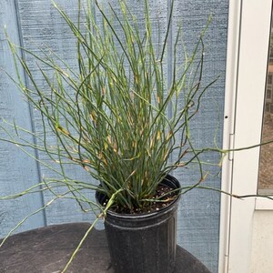 Chondropetalum Tectorum Cape Rush EXACT Plant Gallon Pot - Etsy