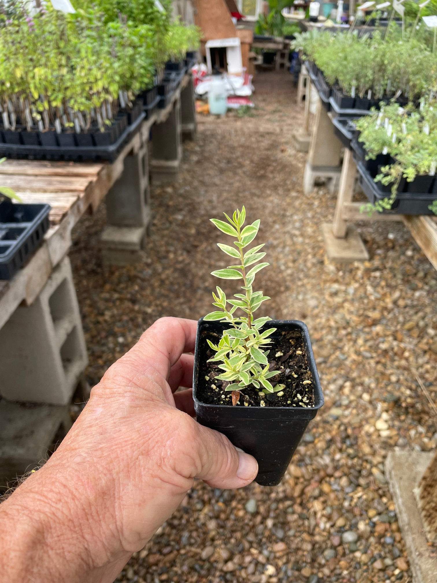 Myrtus Communis 'variegata' Variegated Myrtle Tree - Etsy