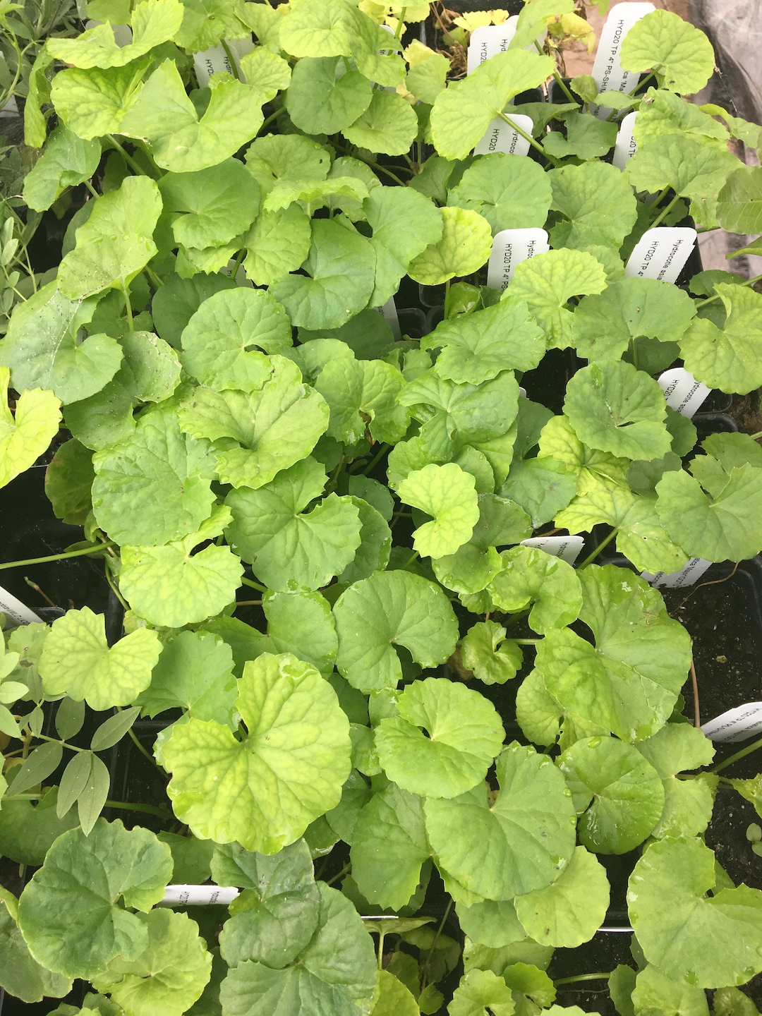 Hydrocotyle Asiatica 'major' GOTU KOLA Centella Asiatica Plant 2.5 in ...