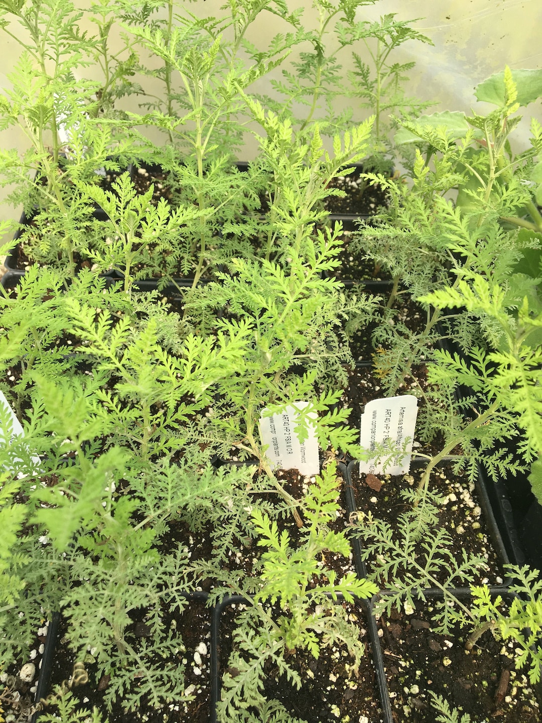 Artemisia Afra African Wormwood LIVE PLANT in 2.5 Inch Pot - Etsy