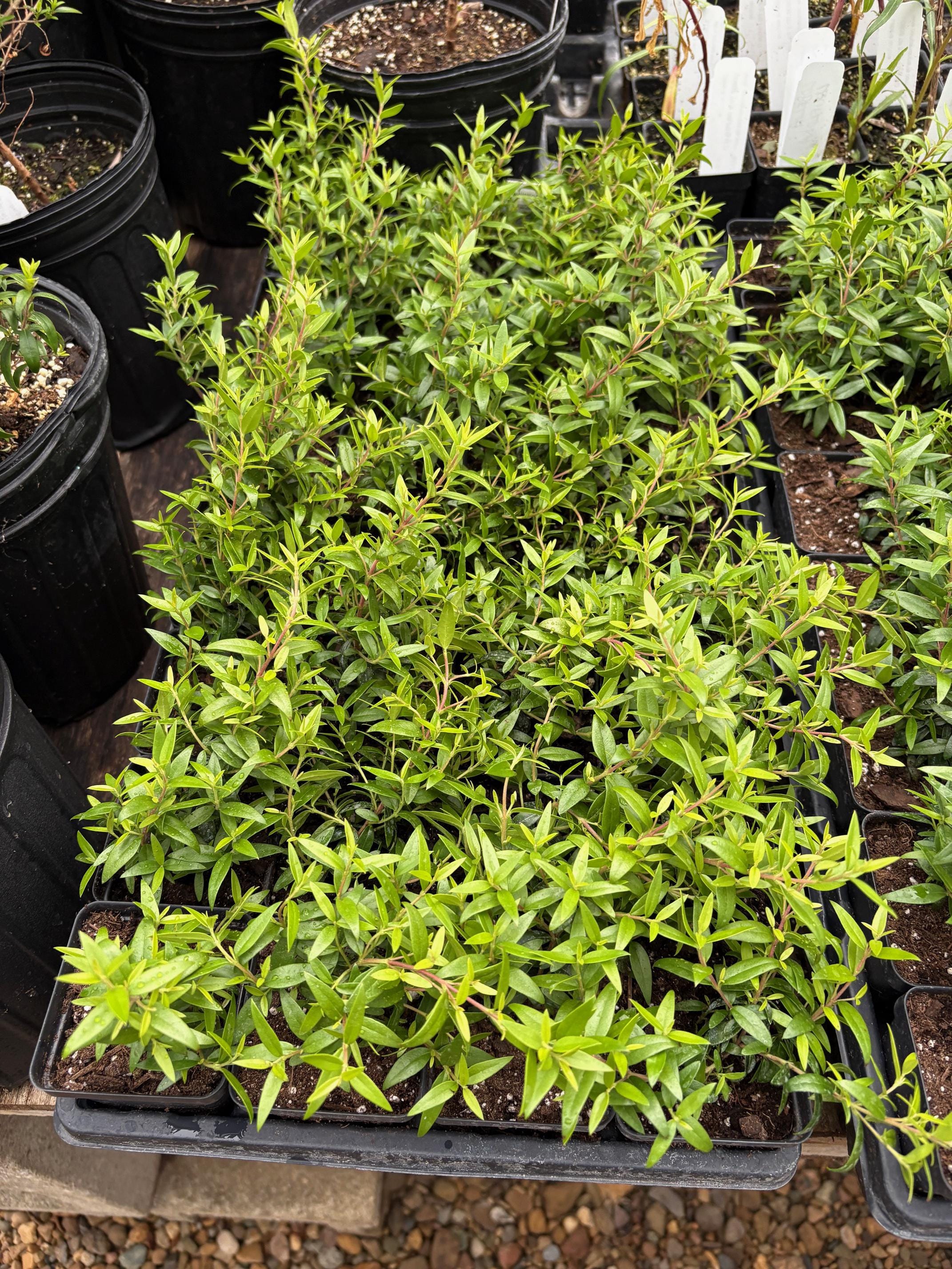 Myrtus Communis Myrtle Tree Plant in 2.5 Inch Pot Mediterranean ...