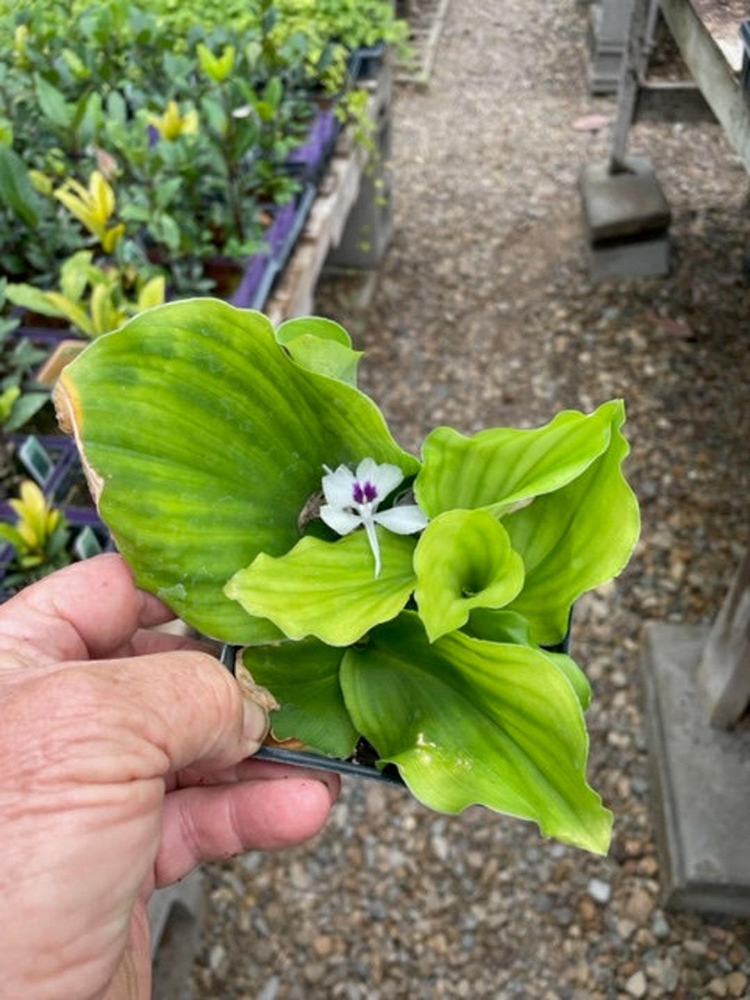 Kaempferia Galanga Live Plant 4" Pot - Etsy