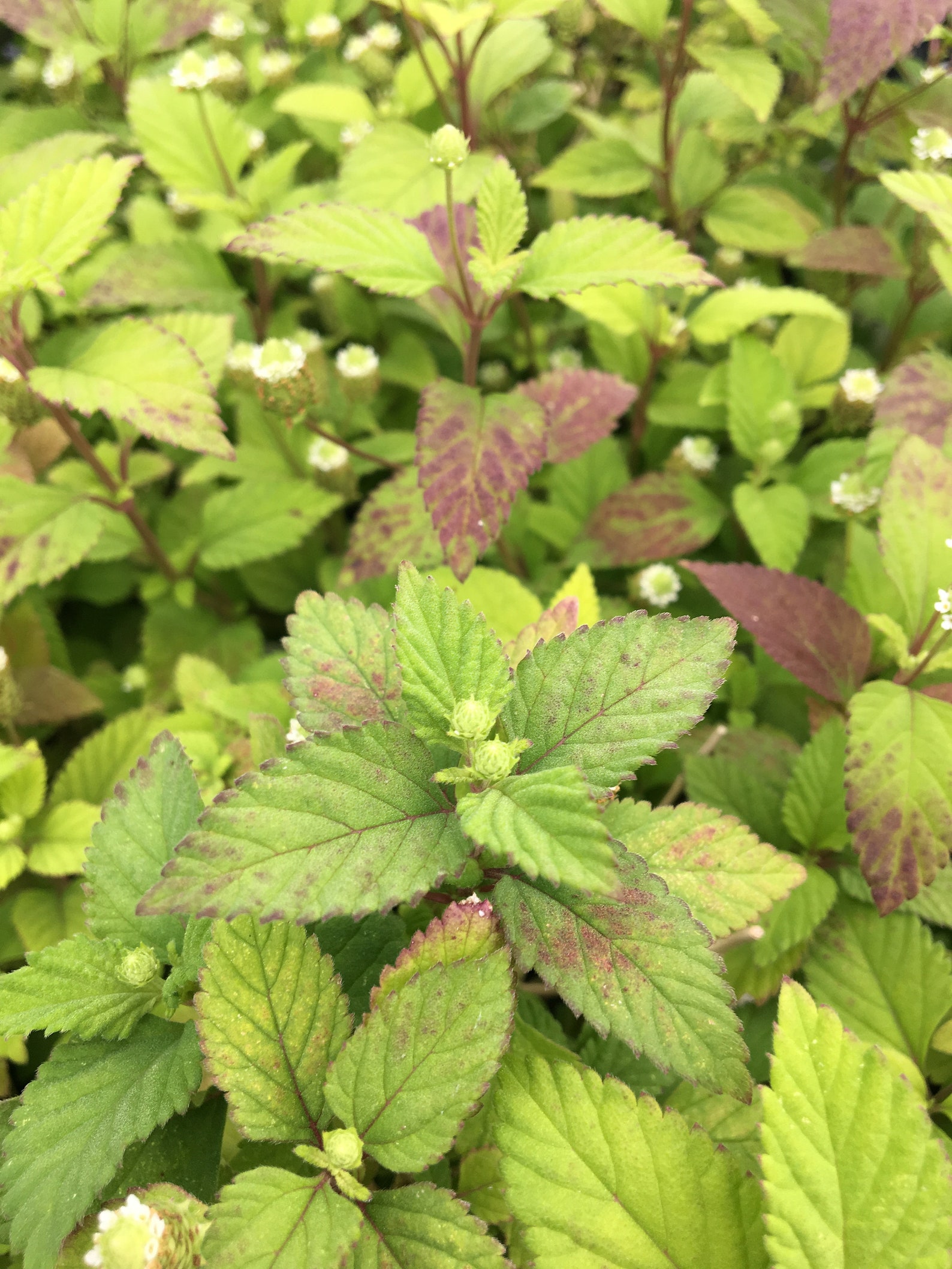 Lippia Dulcis Aztec Sweet Herb Live Plant in 2.5 Inch Pot - Etsy
