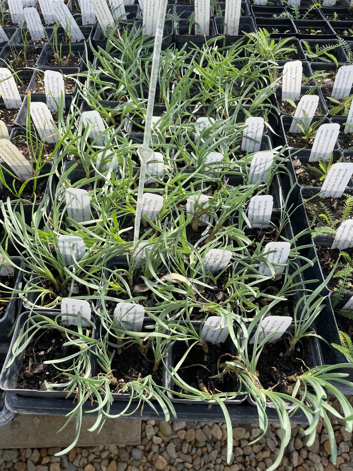 Allium Senescens Var. 'glaucum' Curly Chives 2.5" Potted Plant - Etsy
