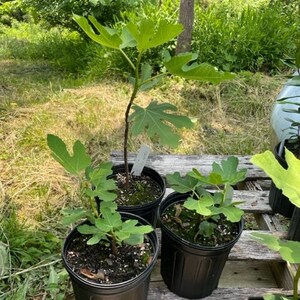 Ficus Carica ‘italian' Fig Tree in Gallon Pot Fig Fruit - Etsy
