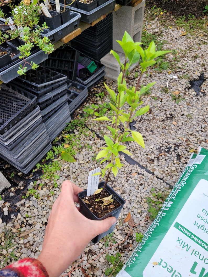 Ocimum Basilicum Var. Greek Columnar Basil 2 1/2 Pot - Etsy