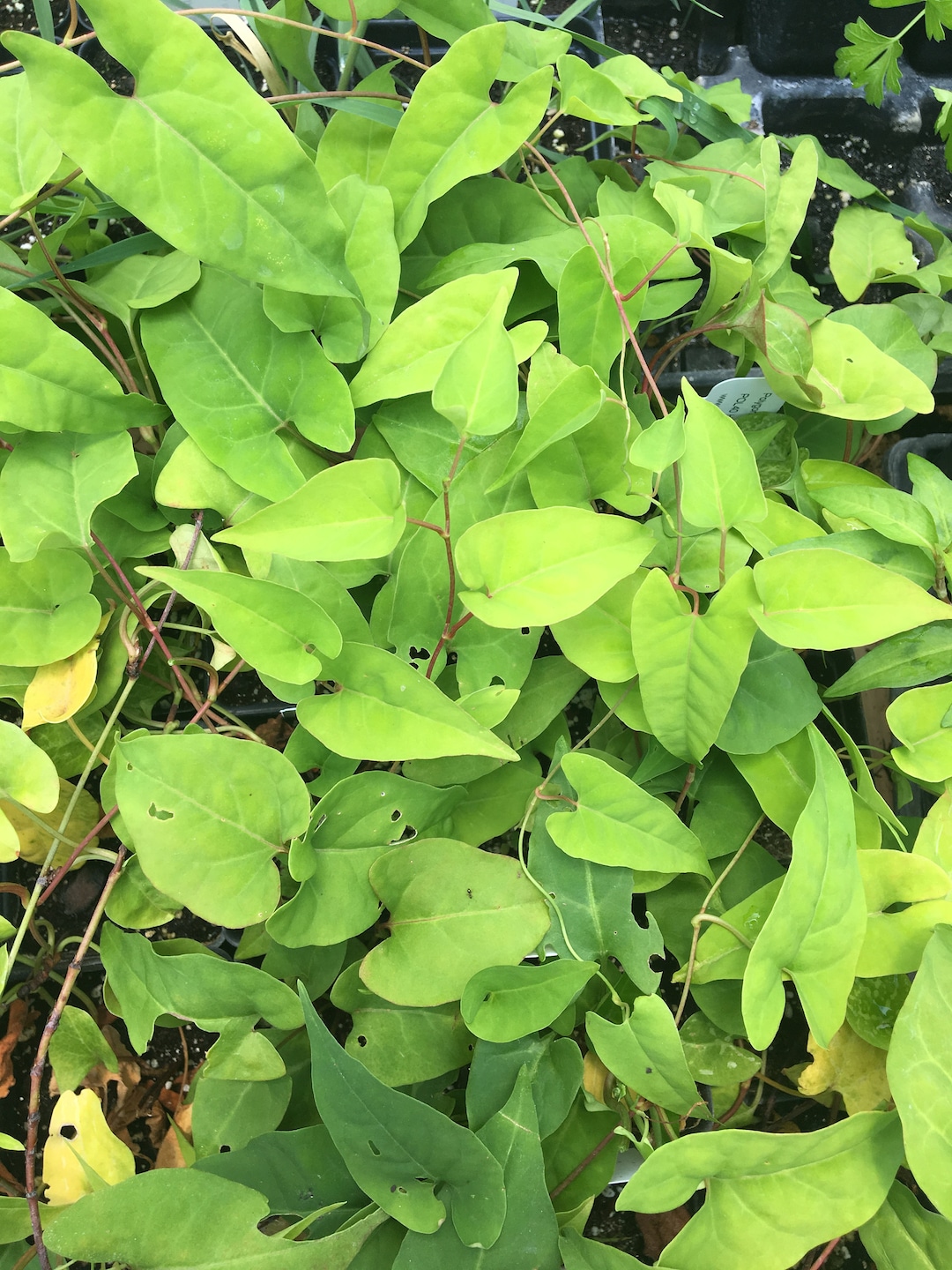 Polygonum Multiflorum FO TI Plant in 2.5 Inch Pot He Shou Wu - Etsy