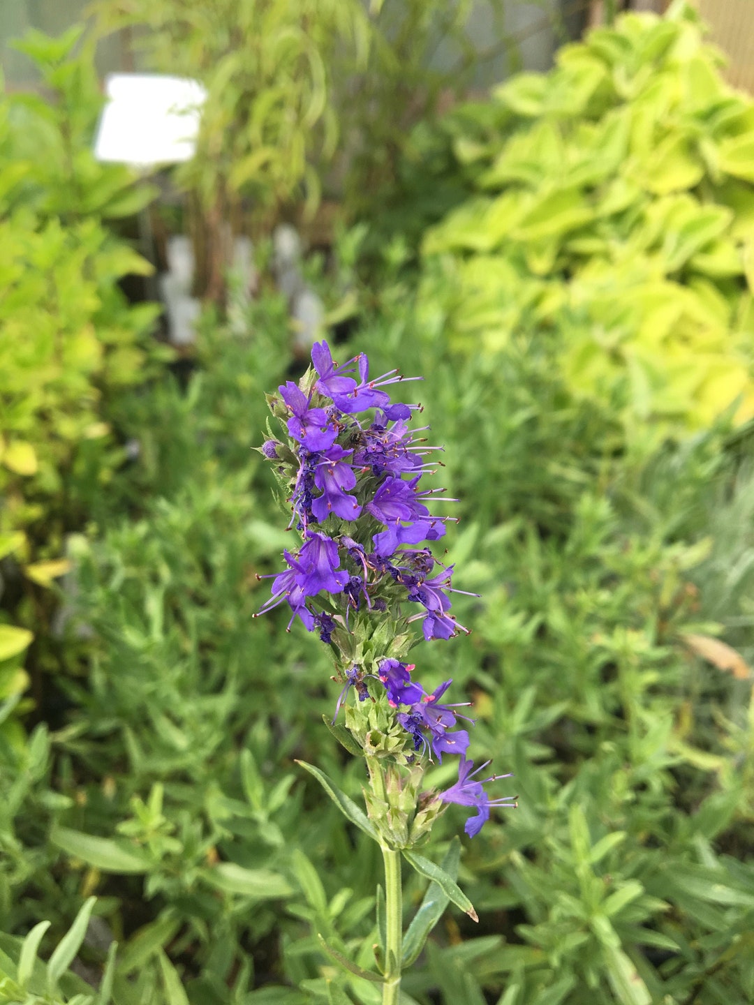 Hyssopus Officinalis Hyssop Plant in 2.5 Inch Pot - Etsy