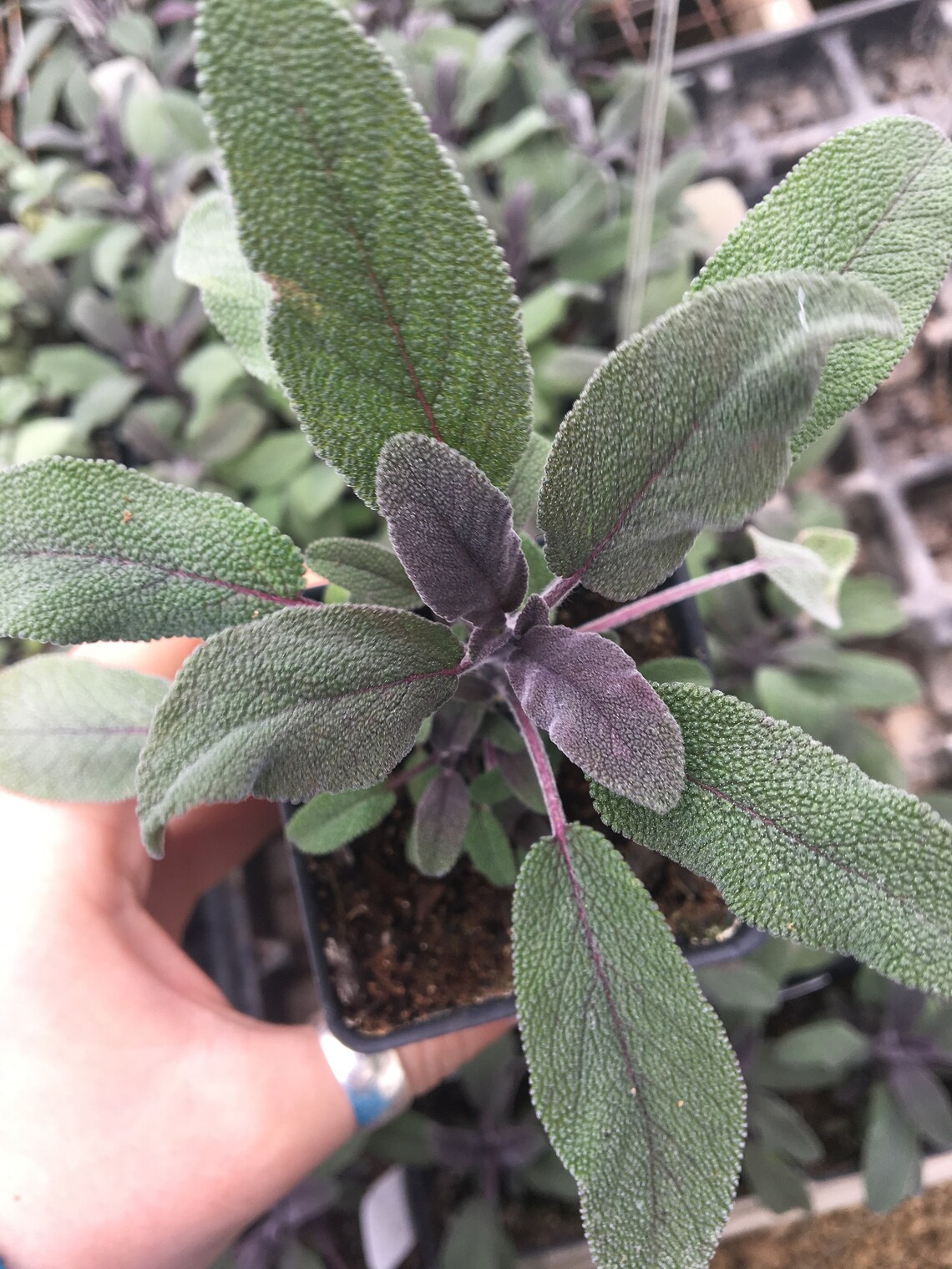 Salvia officinalis 'Purpurea' Purple Sage LIVE PLANT | Etsy
