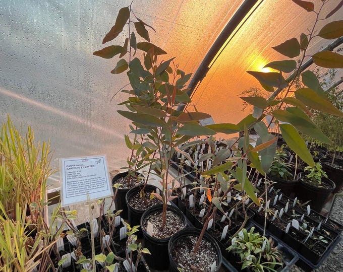 Eucalyptus Camaldulensis River Red Gum Eucalyptus Tree in Gallon Pot - Etsy