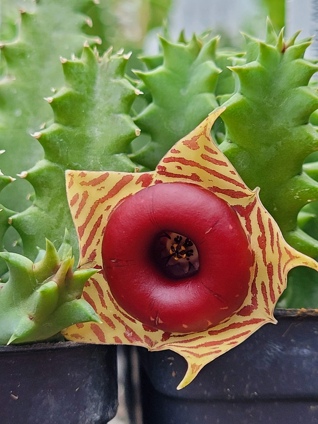 Huernia Zebrina Life Saver Plant LIVE PLANT in 2.5 Inch Pot Succulent ...