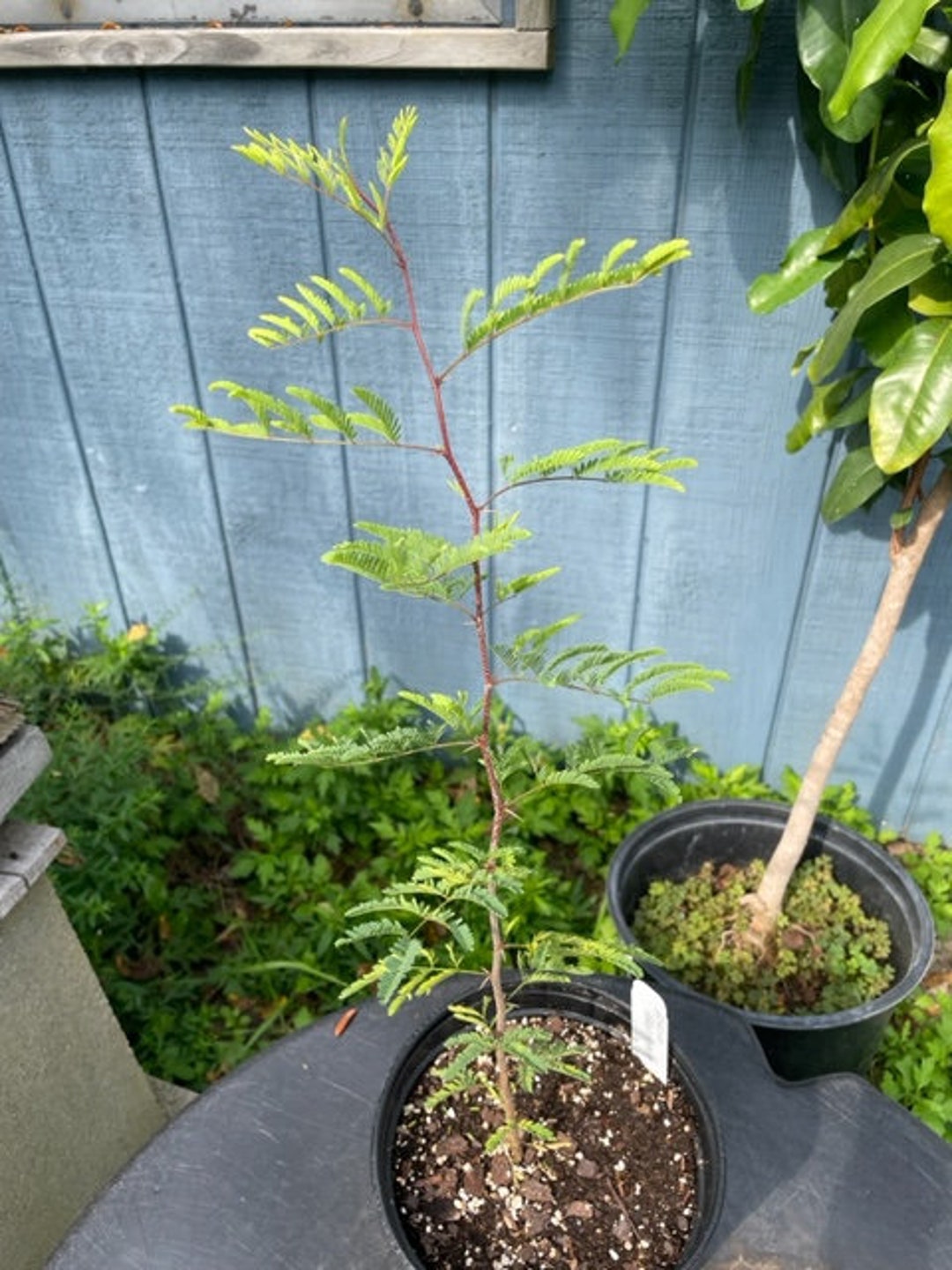 Vachellia Farnesiana Sweet Acacia Tree EXACT Gallon Pot Acacia - Etsy